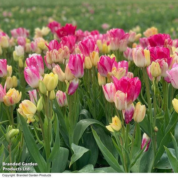 Tulip 'Club Series' | Dobies
