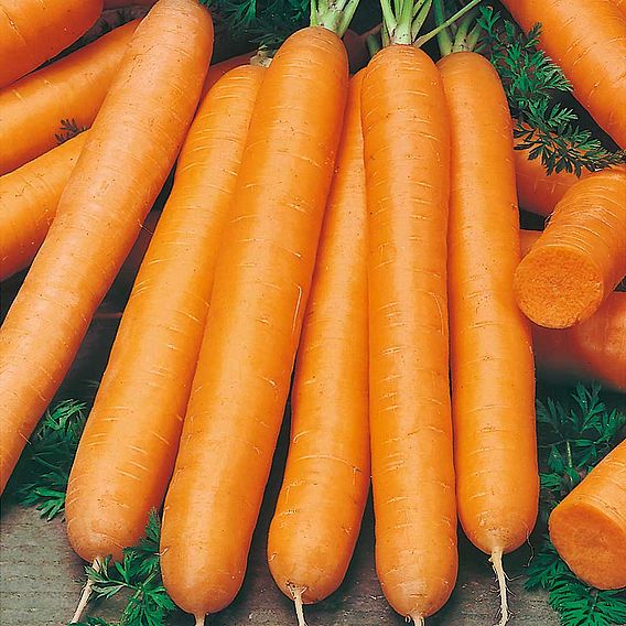 Carrot Seeds - Maestro F1 | Dobies