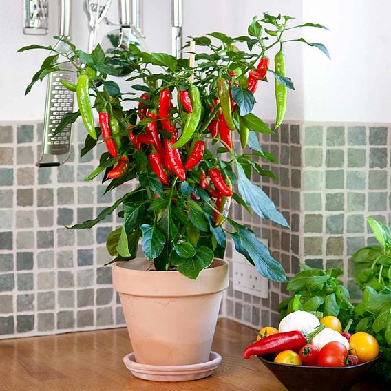 Chilli Pepper 'Hot Fajita' | Dobies