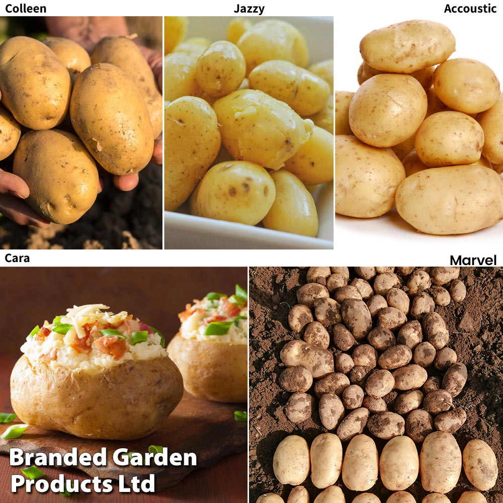 Potato Blight Tolerant Collection | Dobies