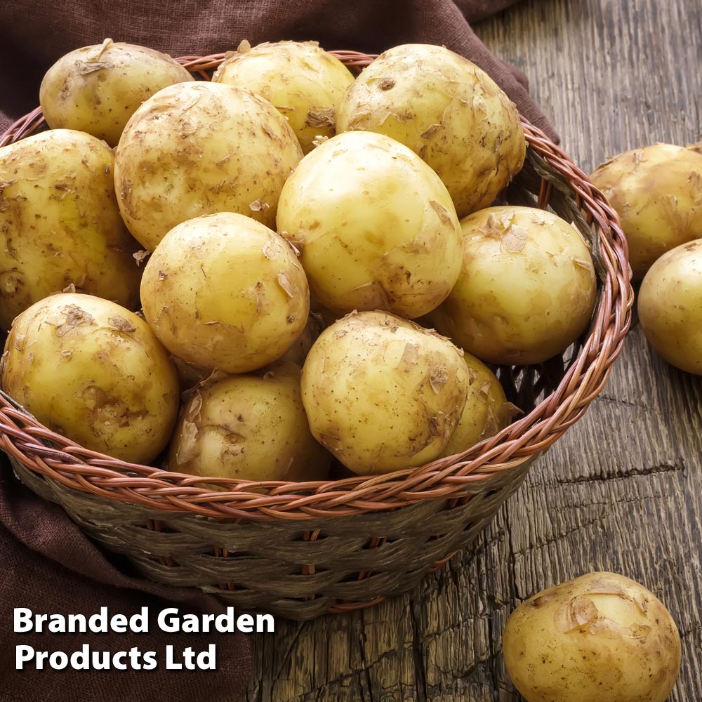 Potato 'Foremost' | Dobies